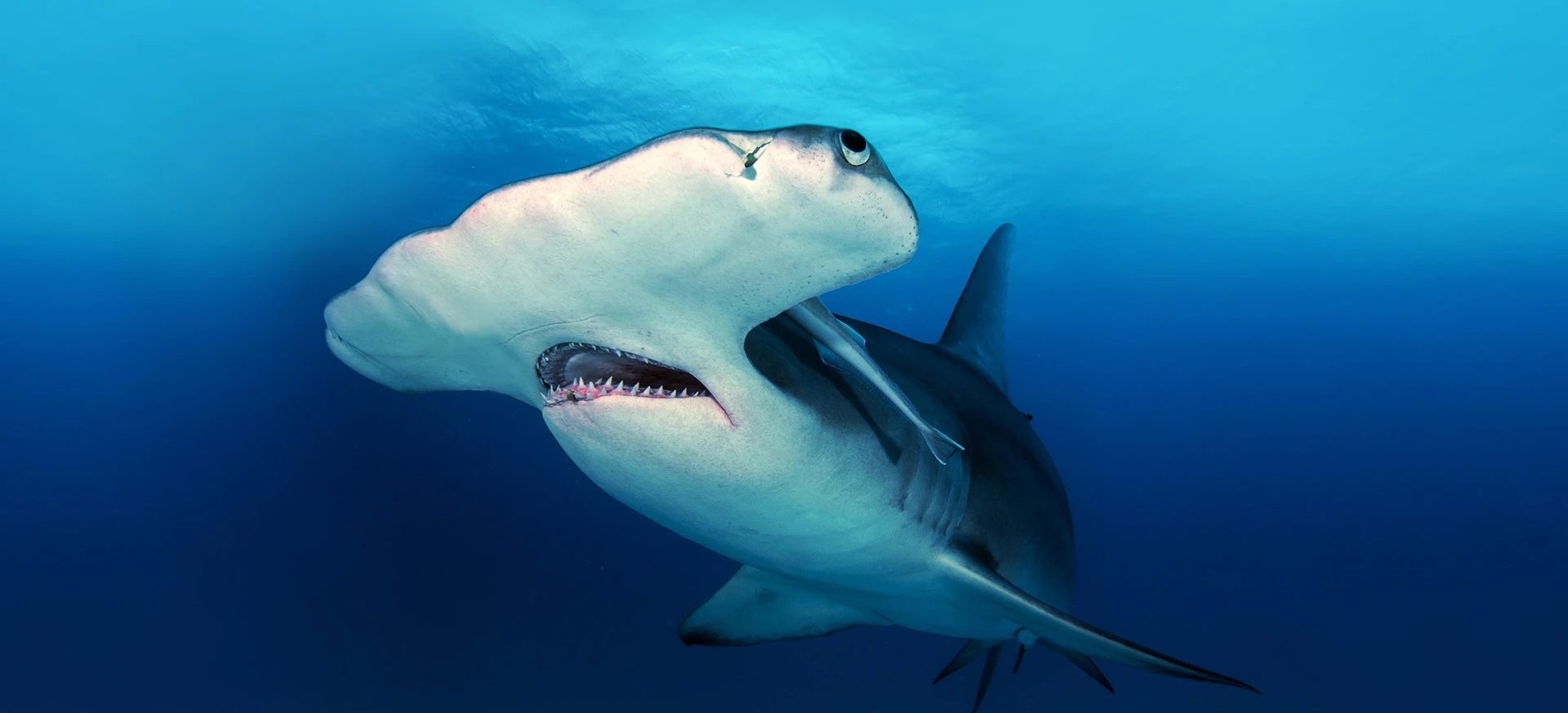 12 Best Movies on Sharks on Disney+ Right Now