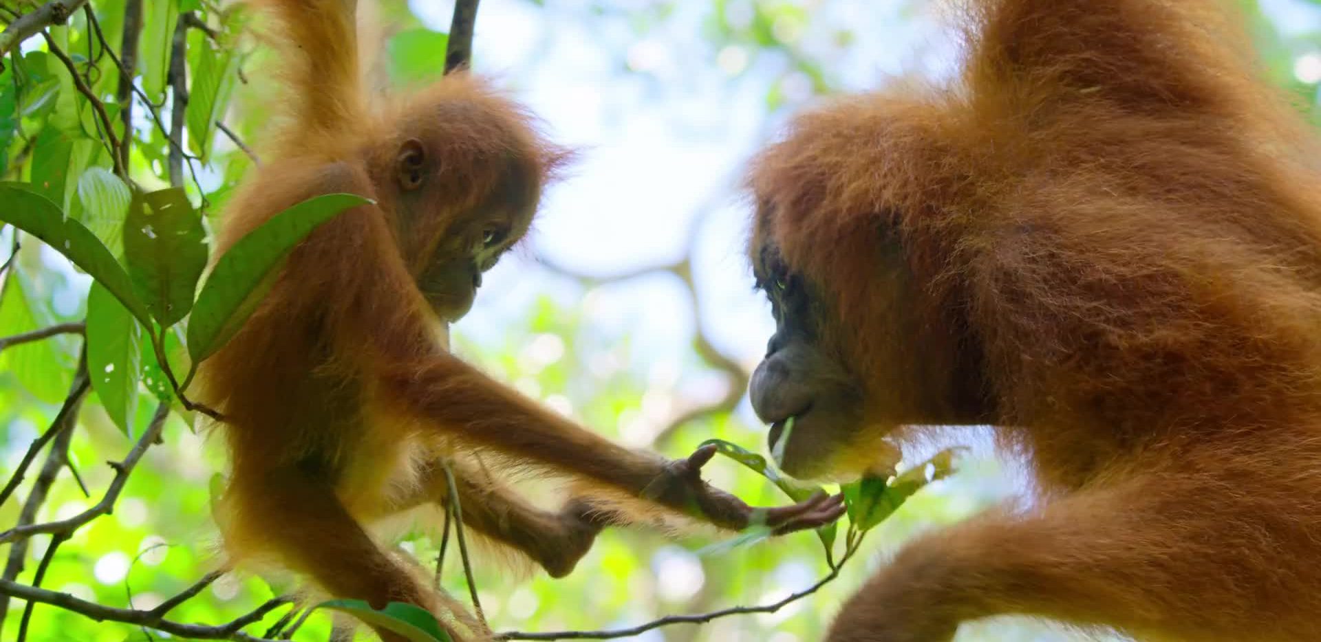 18 Best Nature Documentaries on Netflix Right Now