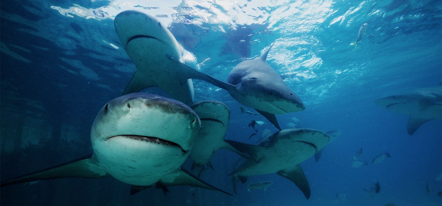 12 Best Movies on Sharks on Disney+ Right Now