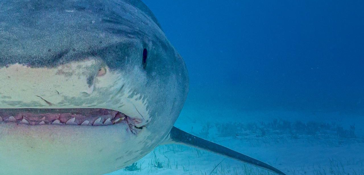 10 Best Shark Movies on Hulu Right Now