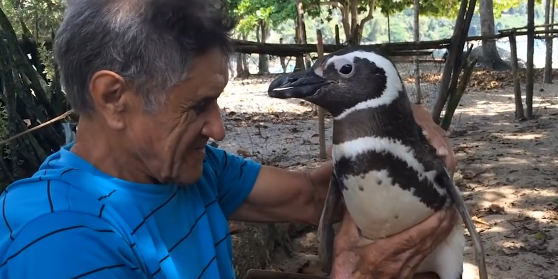 My Penguin Friend's True Story, Explained