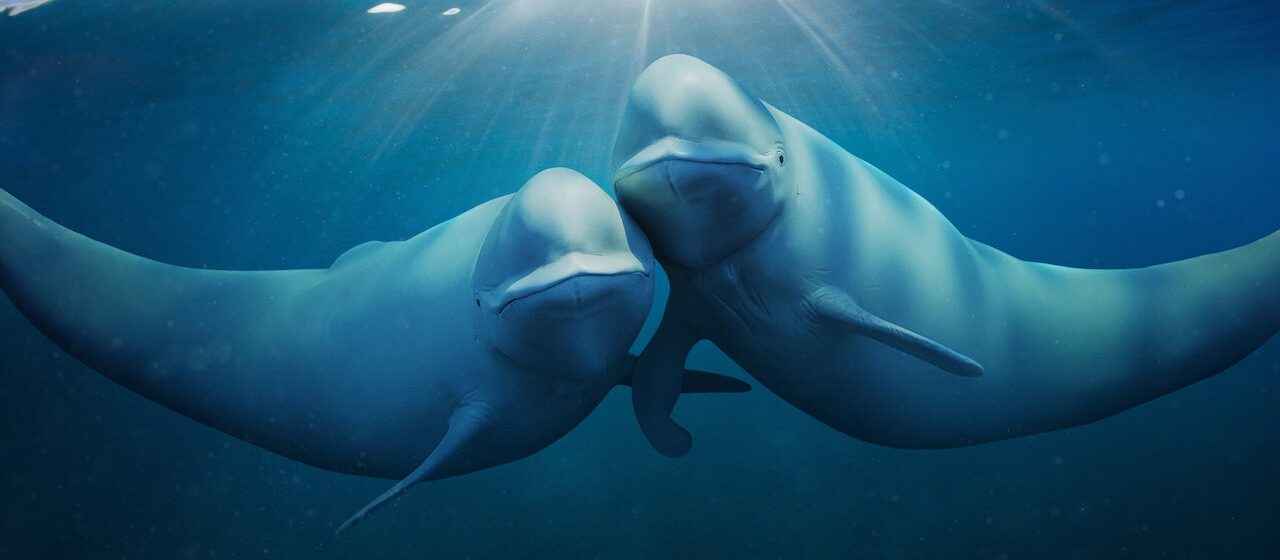 20 Best Nature Documentaries on Netflix Right Now