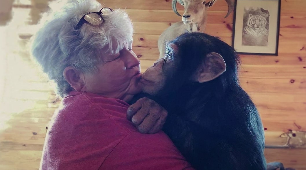 Connie Casey: Where is the Chimp Mom Today?