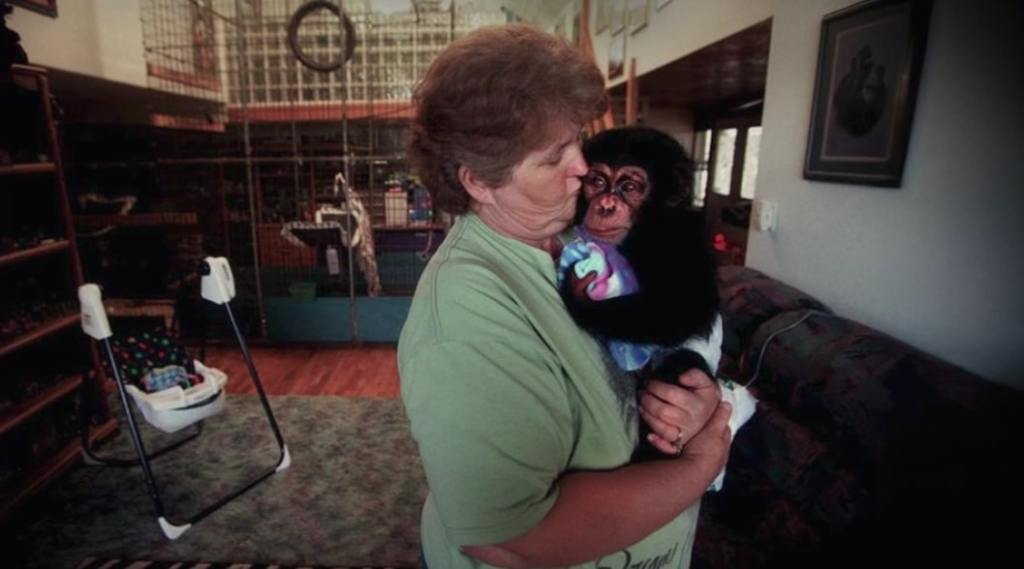 Connie Casey: Where is the Chimp Mom Today?