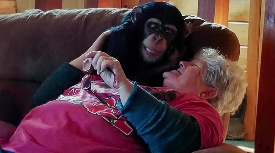 Connie Casey: Where is the Chimp Mom Today?