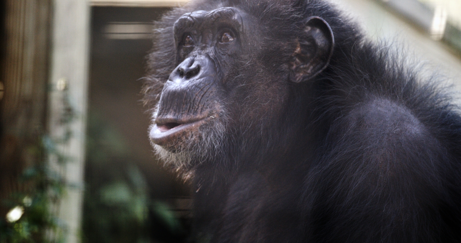 Tonka: Where is the Chimpanzee Today?
