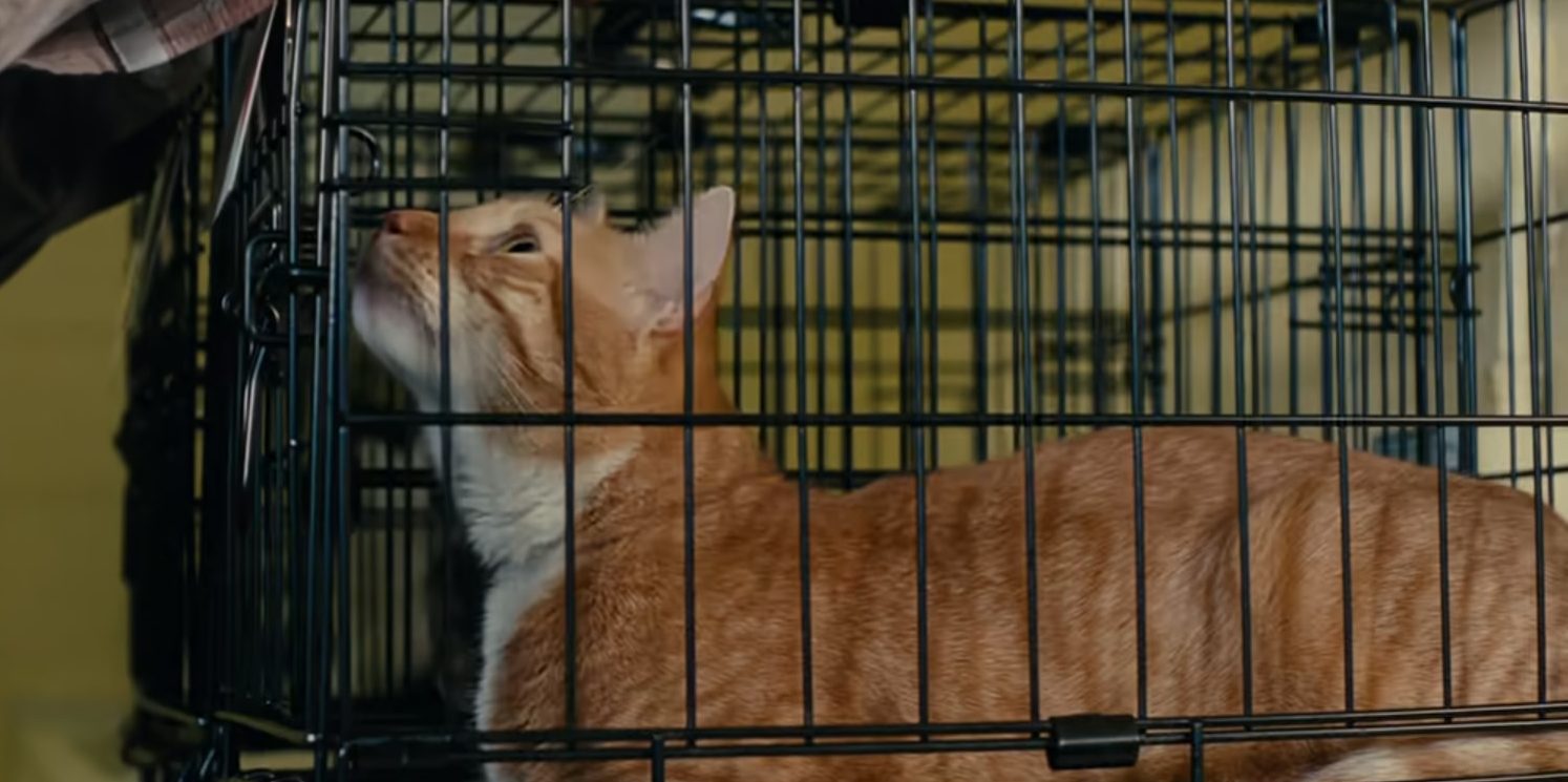 Gifted: Does Fred the Cat Die?
