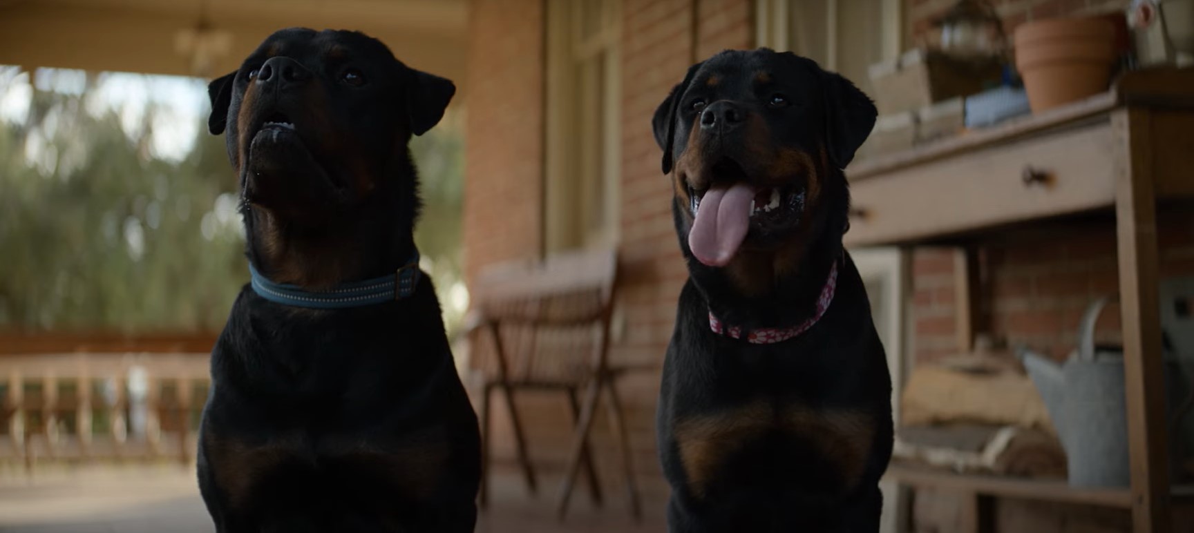 What Happened to Dave and Carol in The Old Man? Did They Die?