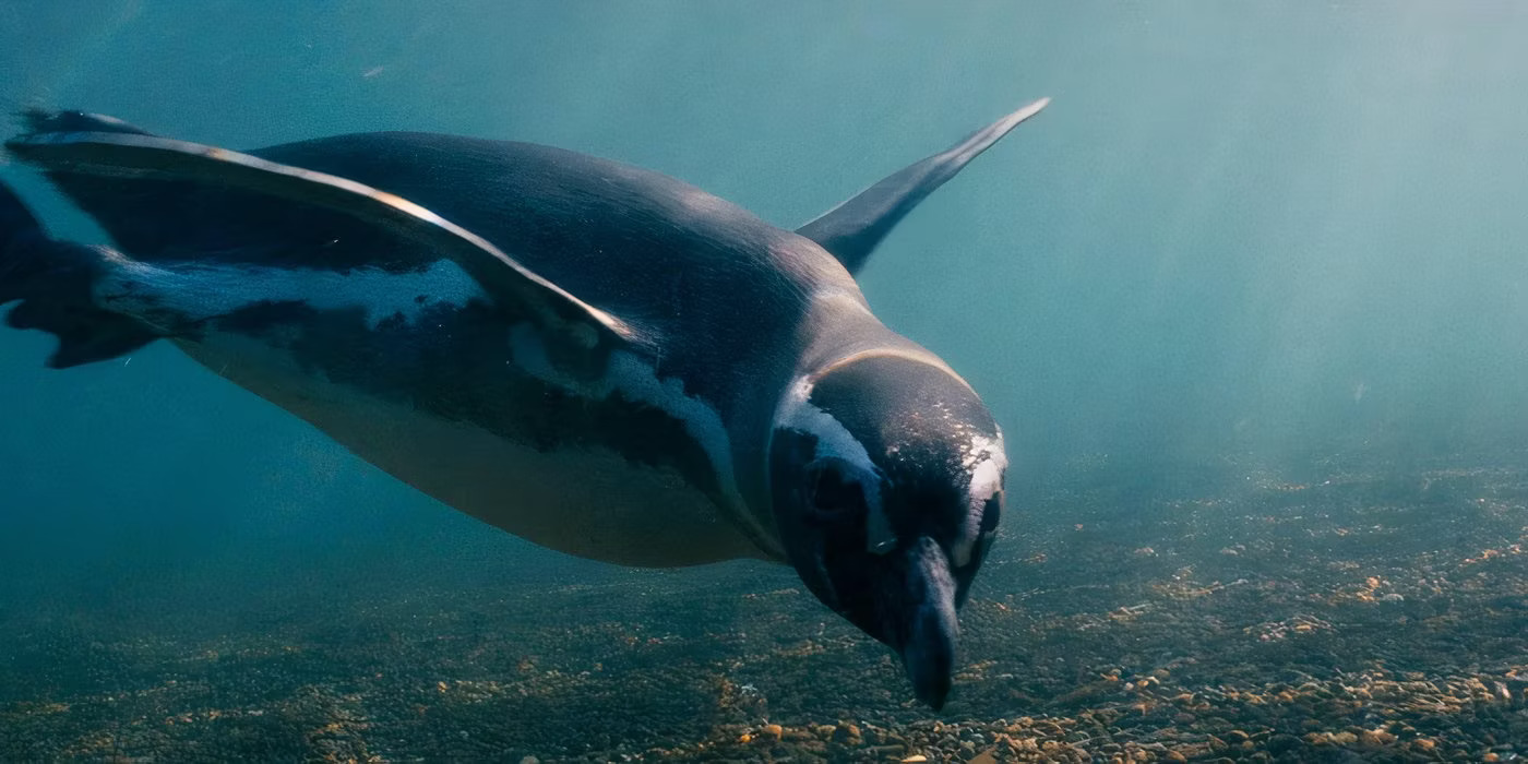 Is Dindim the Penguin Real or CGI? Where is He Today?