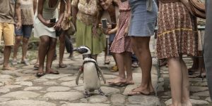 Is Dindim the Penguin Real or CGI? Where is He Today?
