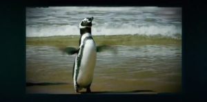 Is Dindim the Penguin Real or CGI? Where is He Today?