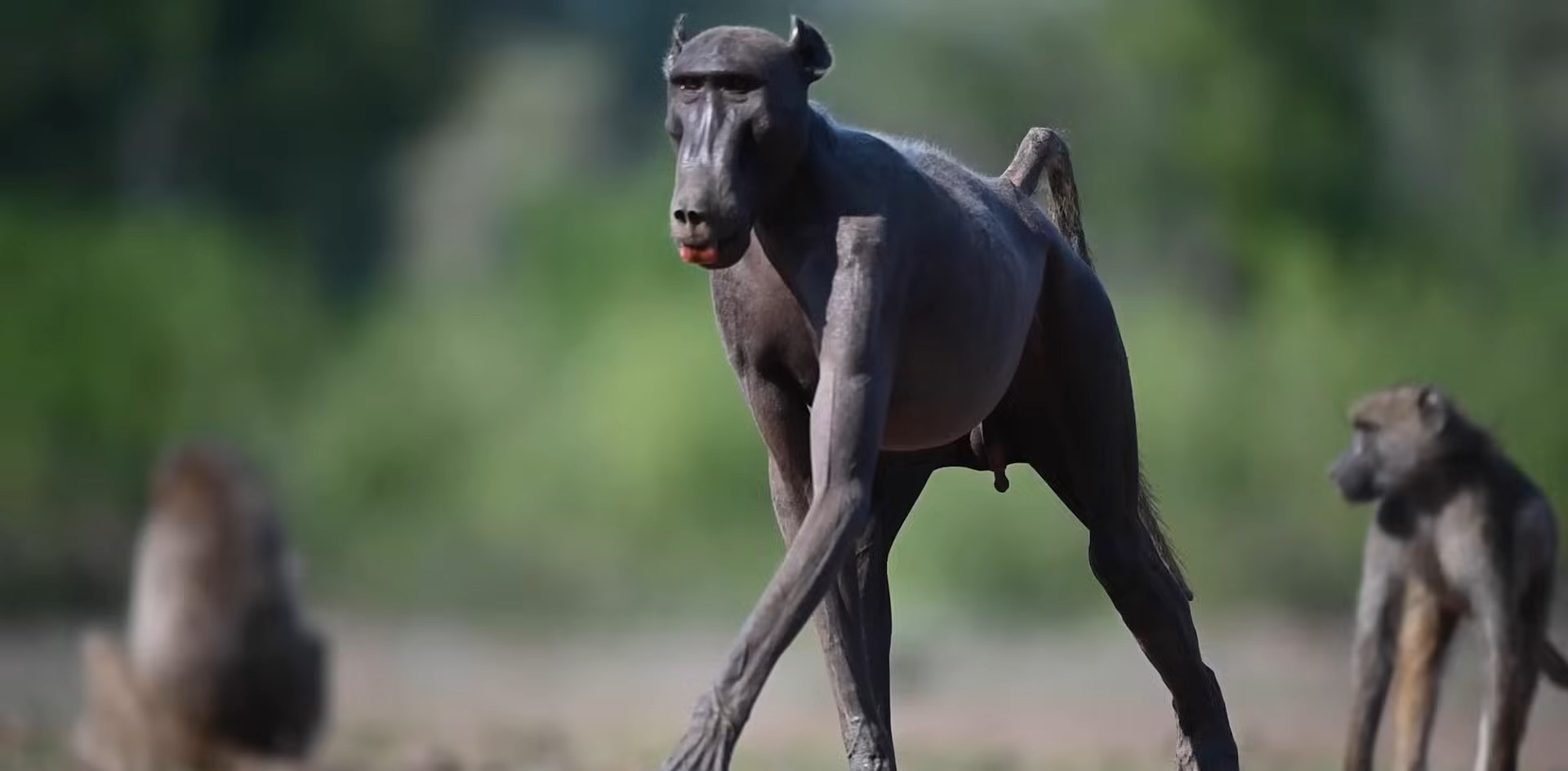 What Are the Monkey-Like Animals in Gladiator II? Do They Really Exist?