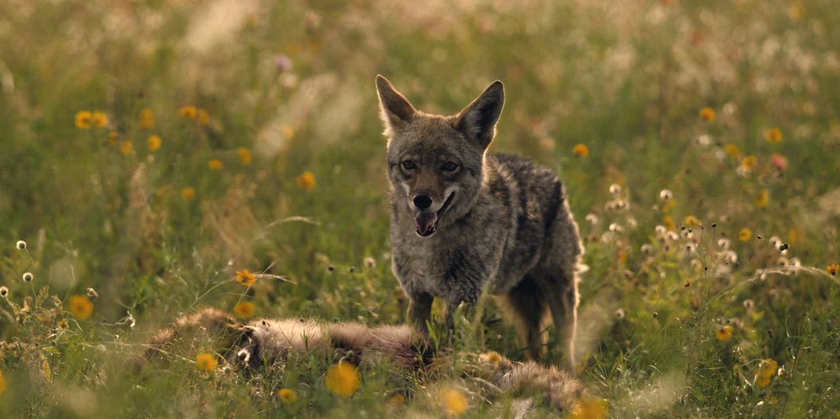 Landman Finale Recap and Ending, Explained: Who Saves Tommy?