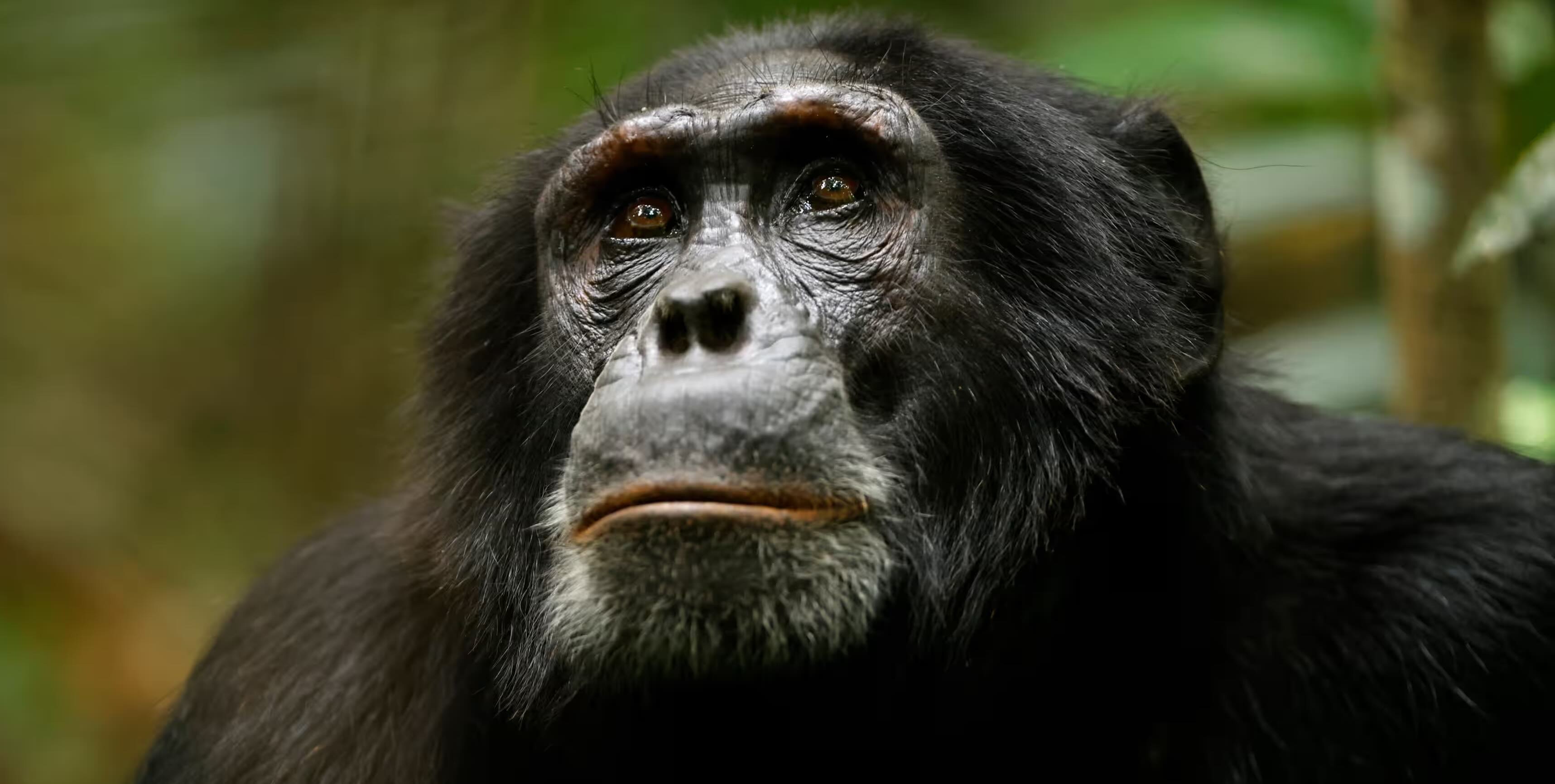 20 Best Nature Documentaries on Netflix Right Now