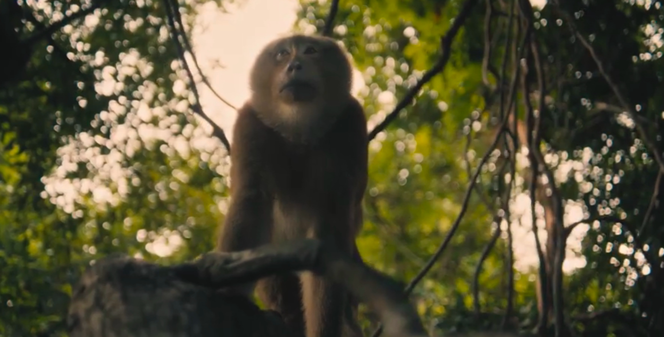 What do the Monkeys Signify in The White Lotus, Explained