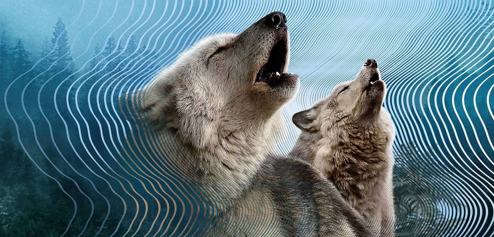 22 Best Nature Documentaries on Netflix Right Now