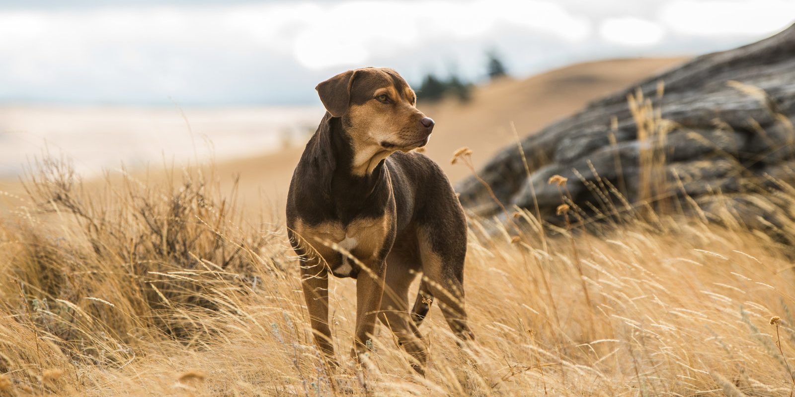 List of All Bryce Dallas Howard Movies and Shows on Netflix Right Now